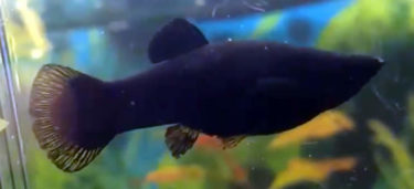 Molly Fisch (Poecilia sphenops): Haltung & Zucht in Aquarien