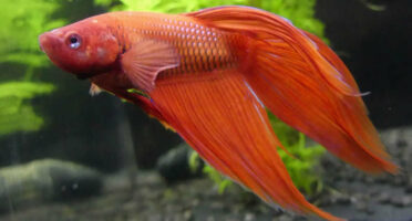 Siamesischer Kampffisch (Betta splendens): Haltung & Zucht