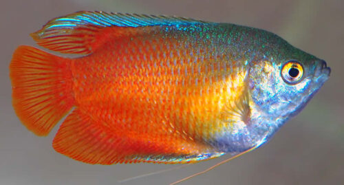 Aquarienfische: 21 kleine Fische für Ihr Süßwasseraquarium zu Hause