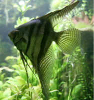 Skalare (Pterophyllum scalare): Haltung & Zucht des Segelflosser