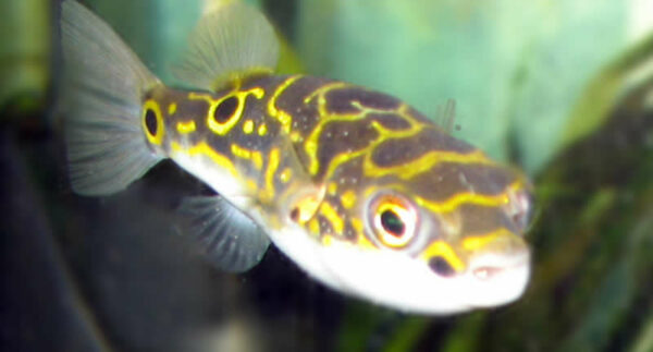 Aquarienfische: 21 kleine Fische für Ihr Süßwasseraquarium zu Hause