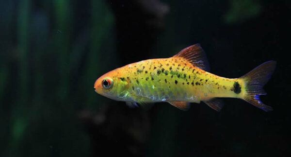 Barben im Aquarium - Überblick zur Haltung & Pflege in Aquarien