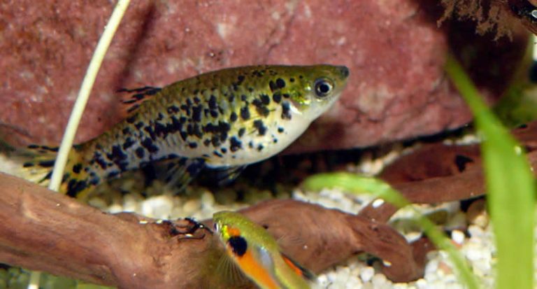 Gefleckter Kaudi (Phalloceros caudimaculatus): Haltung & Zucht