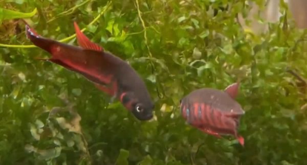 Roter Kampffisch (Betta rubra): Haltung & Zucht