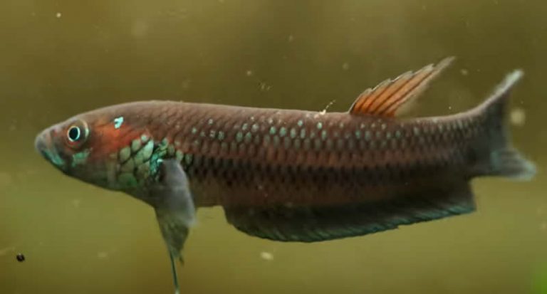Betta Süßwasserfische im Aquarium pflegen & züchten